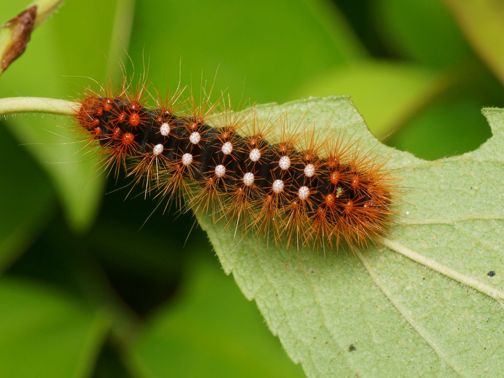 Réf. 110101 — INSECTA > Lepidoptera > Noctuidae > Acronicta (Viminia ...