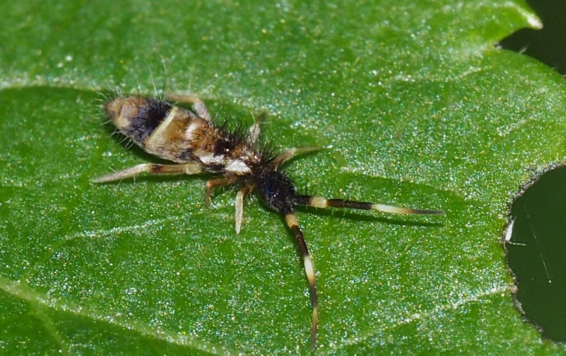 Réf. 110768 — ENTOGNATHA > Collembola > Entomobryidae > Orchesella ...