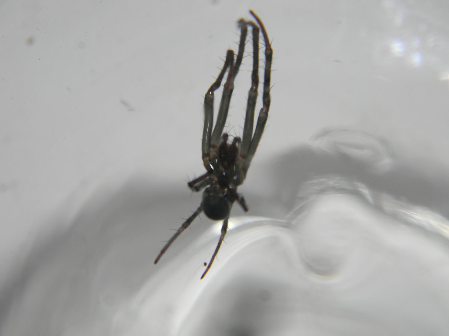 Réf. 111538 — ARACHNIDA > Araneae > Tetragnathidae > Meta bourneti ...