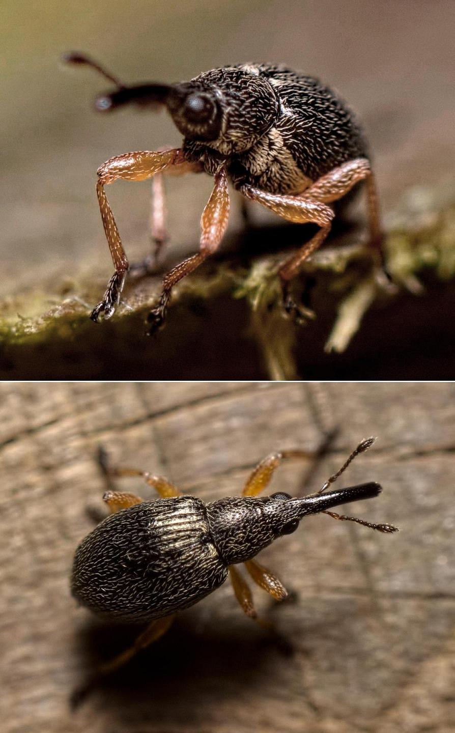 Réf. 111897 — INSECTA > Coleoptera > Brentidae > Pseudapion rufirostre ...