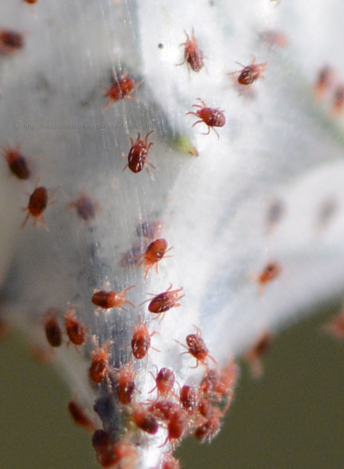 Réf. 112929 — ARACHNIDA > Prostigmata > Tetranychidae > Tetranychus ...