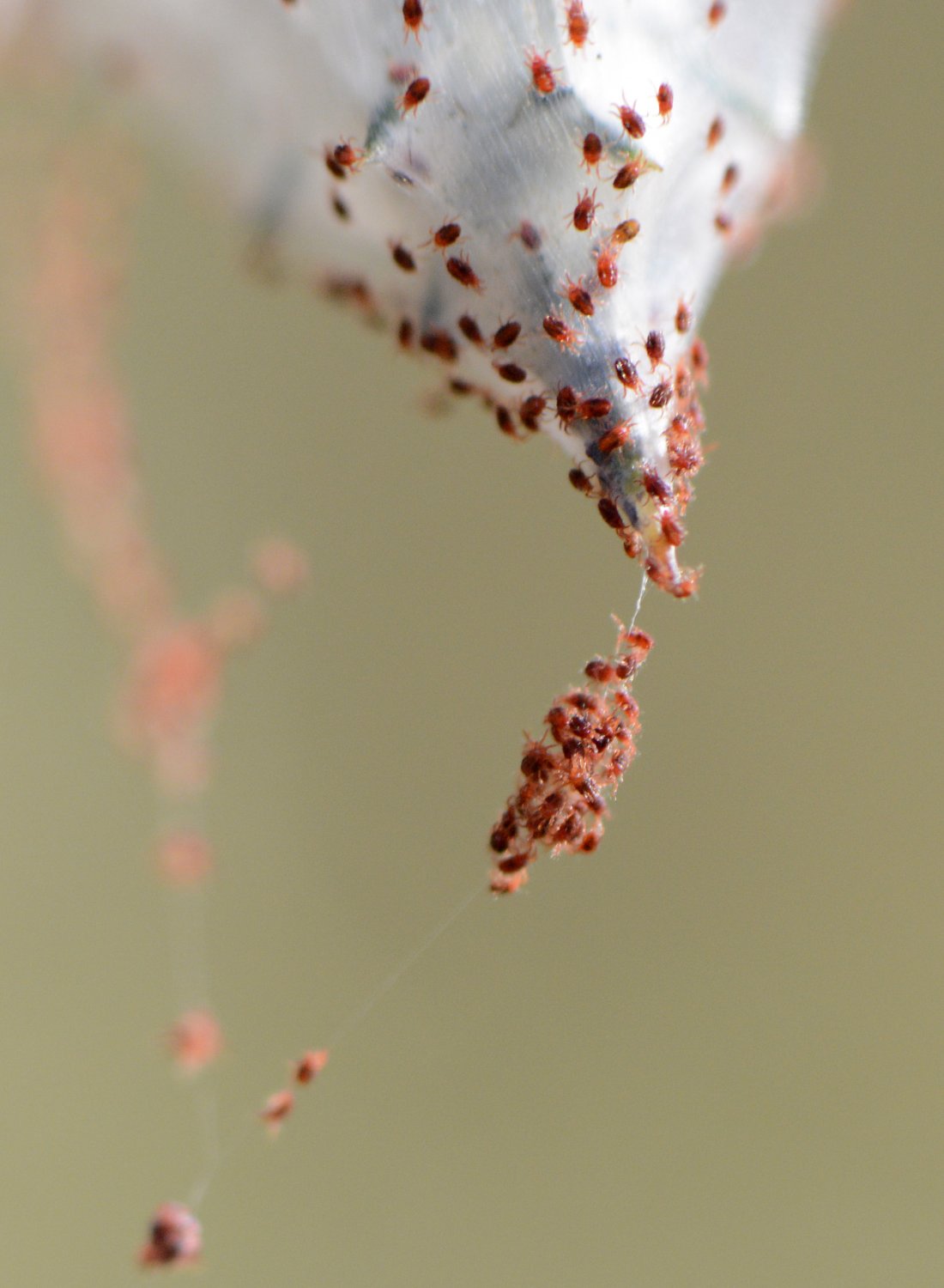 Réf. 112930 — ARACHNIDA > Prostigmata > Tetranychidae > Tetranychus ...