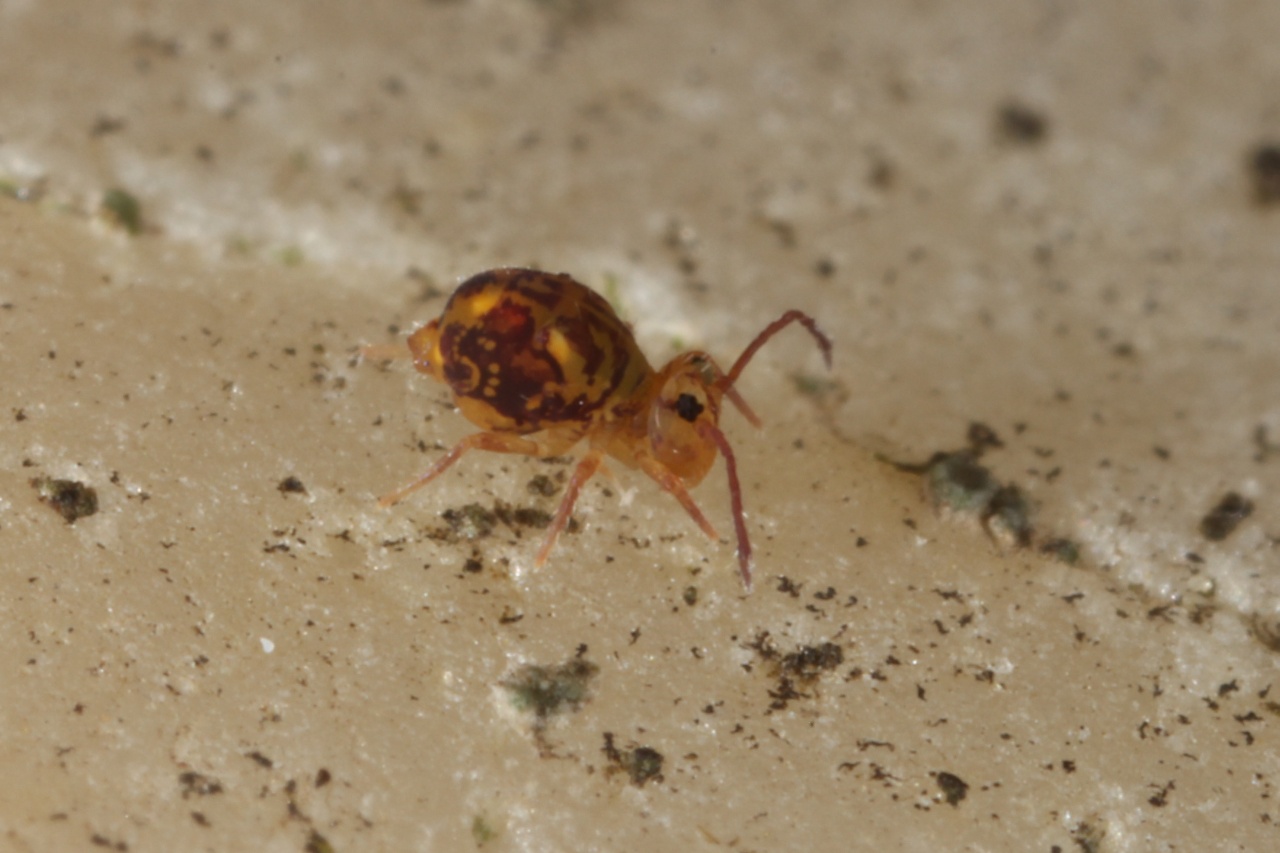Réf. 112759 — ENTOGNATHA > Collembola > Dicyrtomidae > Dicyrtomina ...
