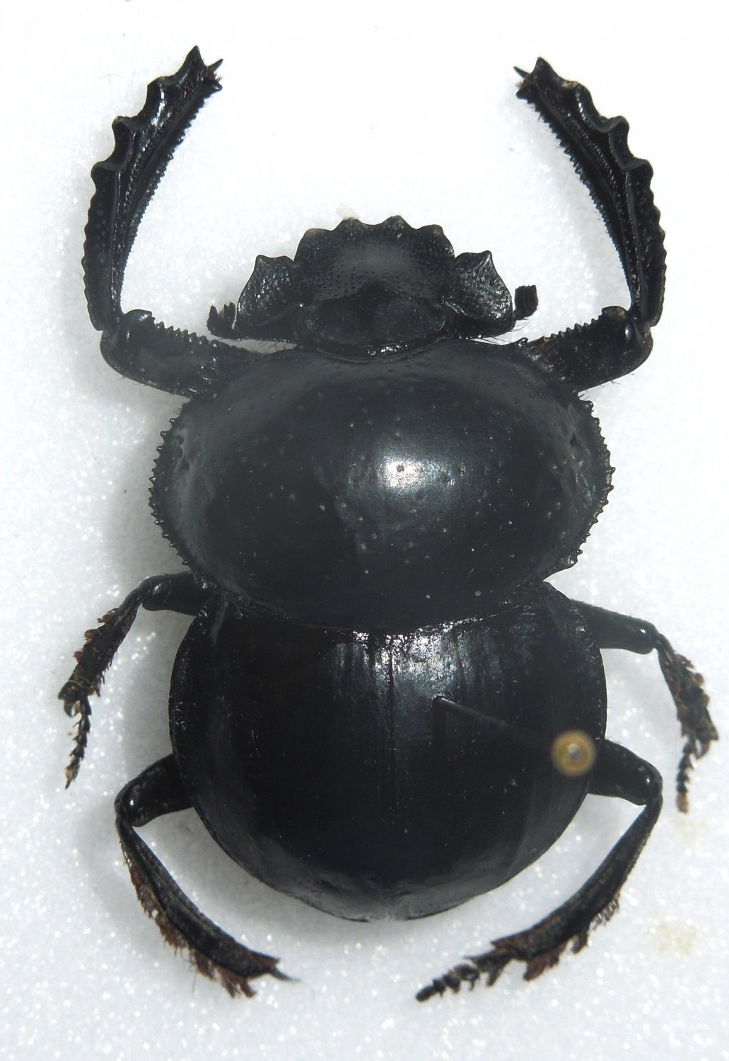 Réf. 112076 — INSECTA > Coleoptera > Scarabaeidae > Scarabaeus ...