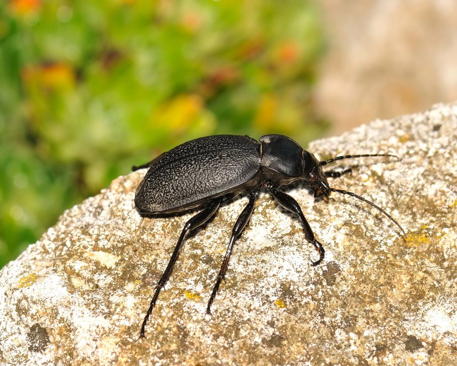 Réf. 113051 — INSECTA > Coleoptera > Carabidae > Carabus (Procrustes ...