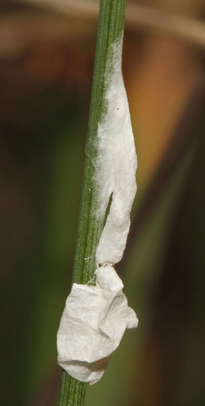 Réf. 113637 — ARACHNIDA > Araneae > Liocranidae > Agroeca sp. - www ...