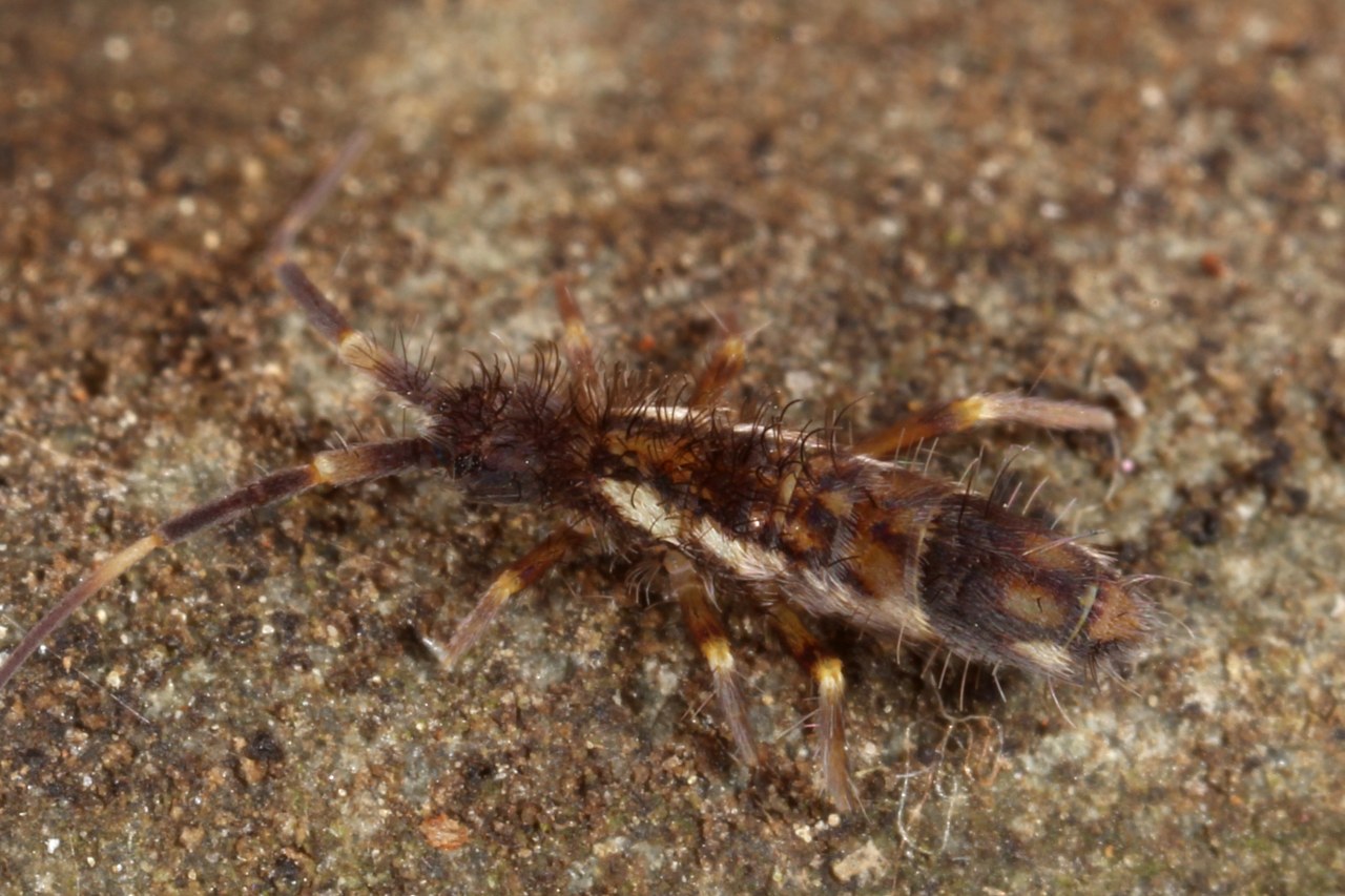 Réf. 113495 — ENTOGNATHA > Collembola > Entomobryidae > Orchesella ...