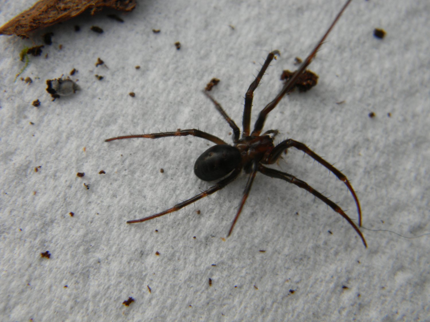 Réf. 113470 — ARACHNIDA > Araneae > Tetragnathidae > Meta bourneti ...