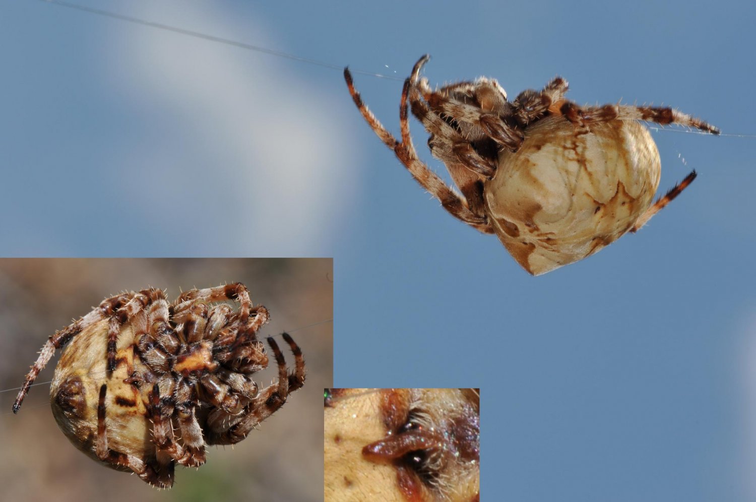 Réf. 114479 — ARACHNIDA > Araneae > Araneidae > Araneus grossus - www ...