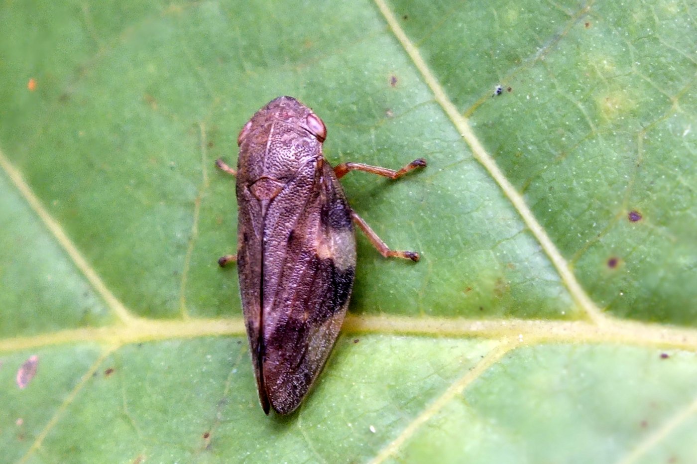 Réf. 114212 — INSECTA > Homoptera > Aphrophoridae > Aphrophora alni ...