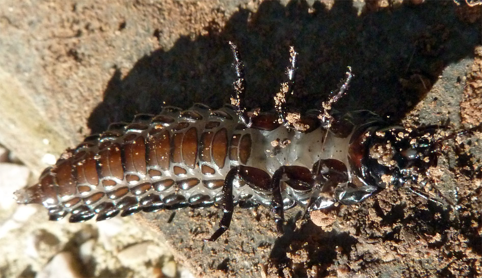 Réf. 114935 — INSECTA > Coleoptera > Carabidae > Carabus sp. - www ...