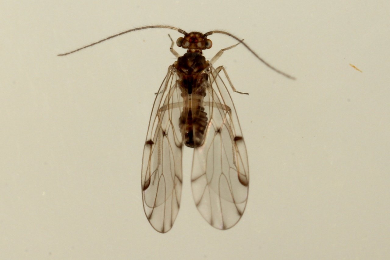 Réf. 114636 — INSECTA > Psocoptera > Ectopsocidae > Ectopsocus sp ...