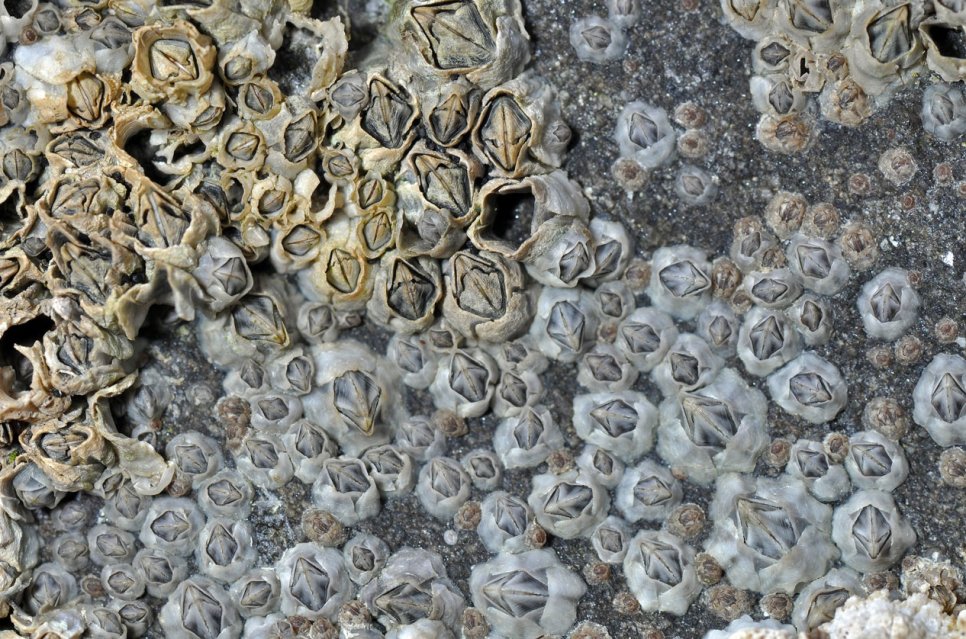 Réf. 115176 — CRUSTACEA > Maxillopoda > Austrobalanidae > Austrominius ...