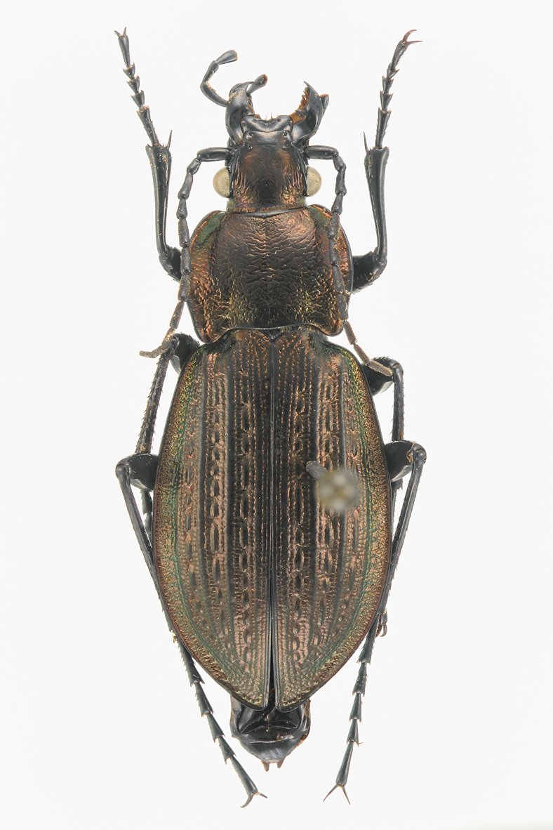Réf. 115013 — INSECTA > Coleoptera > Carabidae > Carabus (Carabus ...
