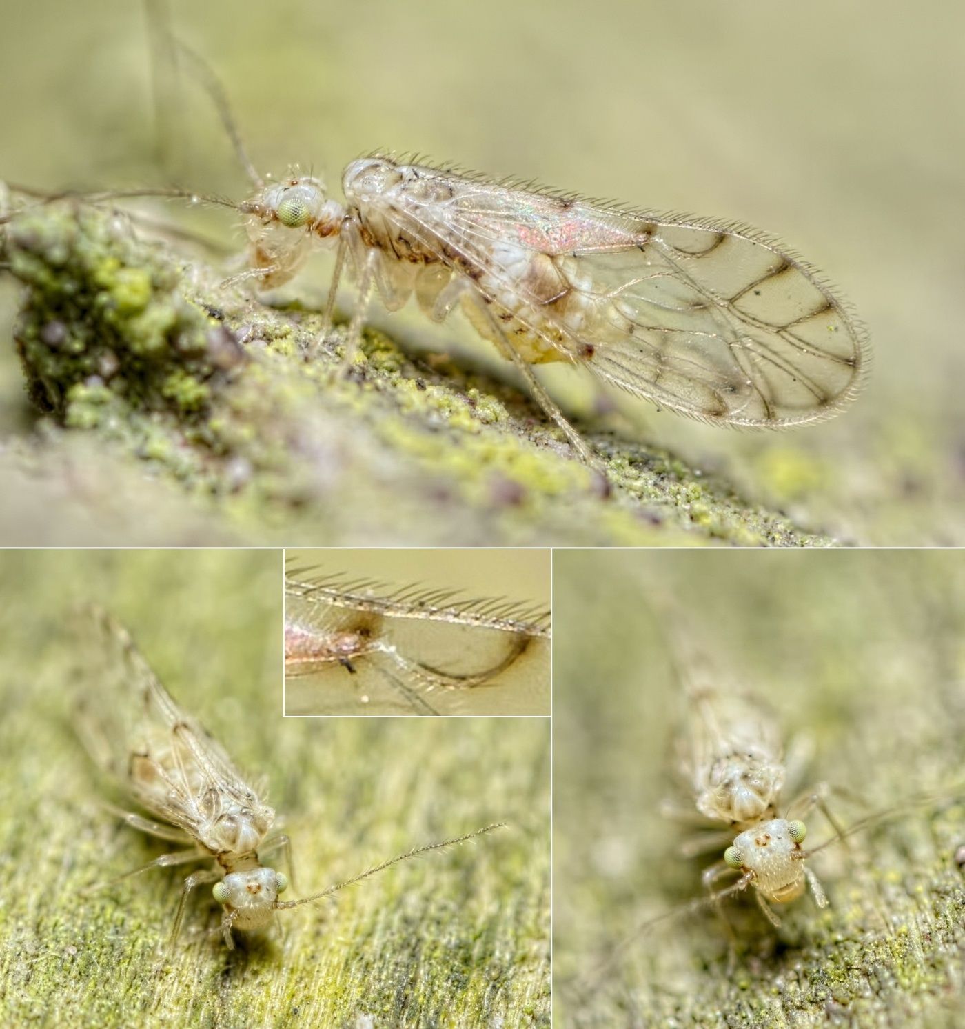 Réf. 115272 — INSECTA > Psocoptera > Trichopsocidae > Trichopsocus dalii - www.galerie-insecte.org