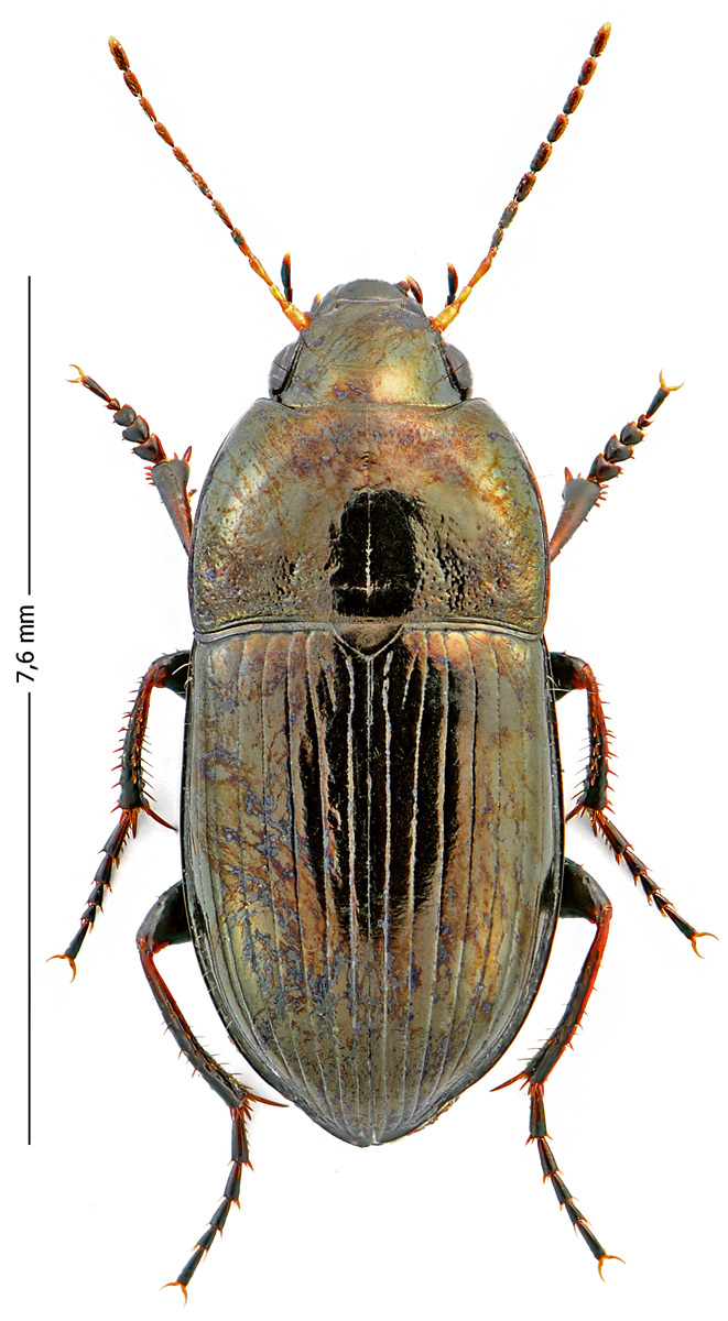 Réf. 116917 — INSECTA > Coleoptera > Carabidae > Amara (Amara ...