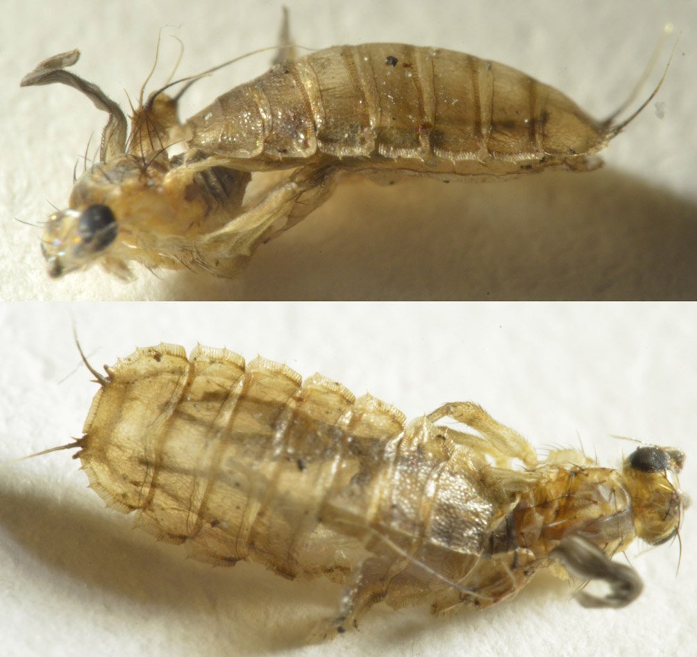 Réf. 116009 — INSECTA > Diptera > Lonchopteridae > Lonchoptera sp ...