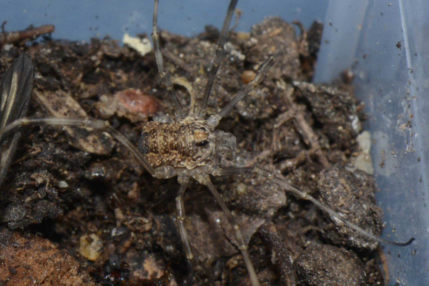 Réf. 117475 — ARACHNIDA > Opiliones > Phalangiidae > Rilaena ...