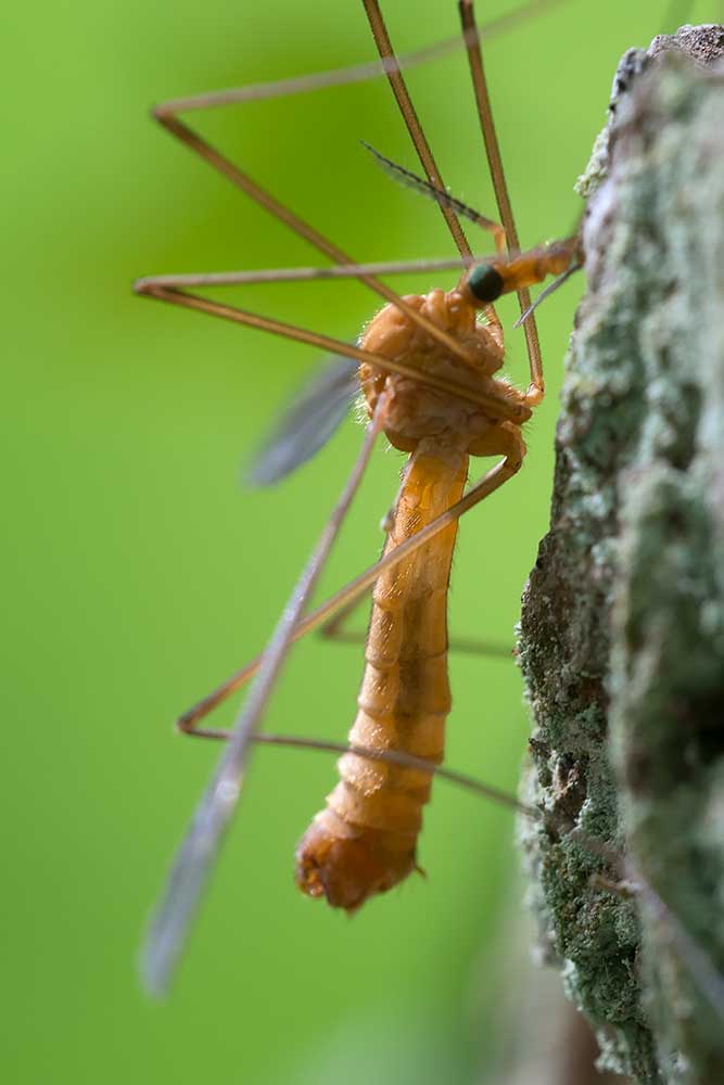 Réf. 117440 — INSECTA > Diptera > Tipulidae > Tipula (Lunatipula ...