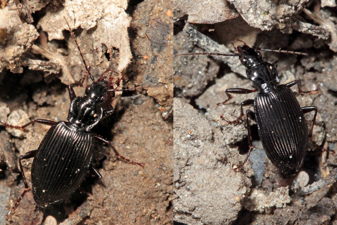 Réf. 117038 — INSECTA > Coleoptera > Carabidae > Platynus (Platynus ...