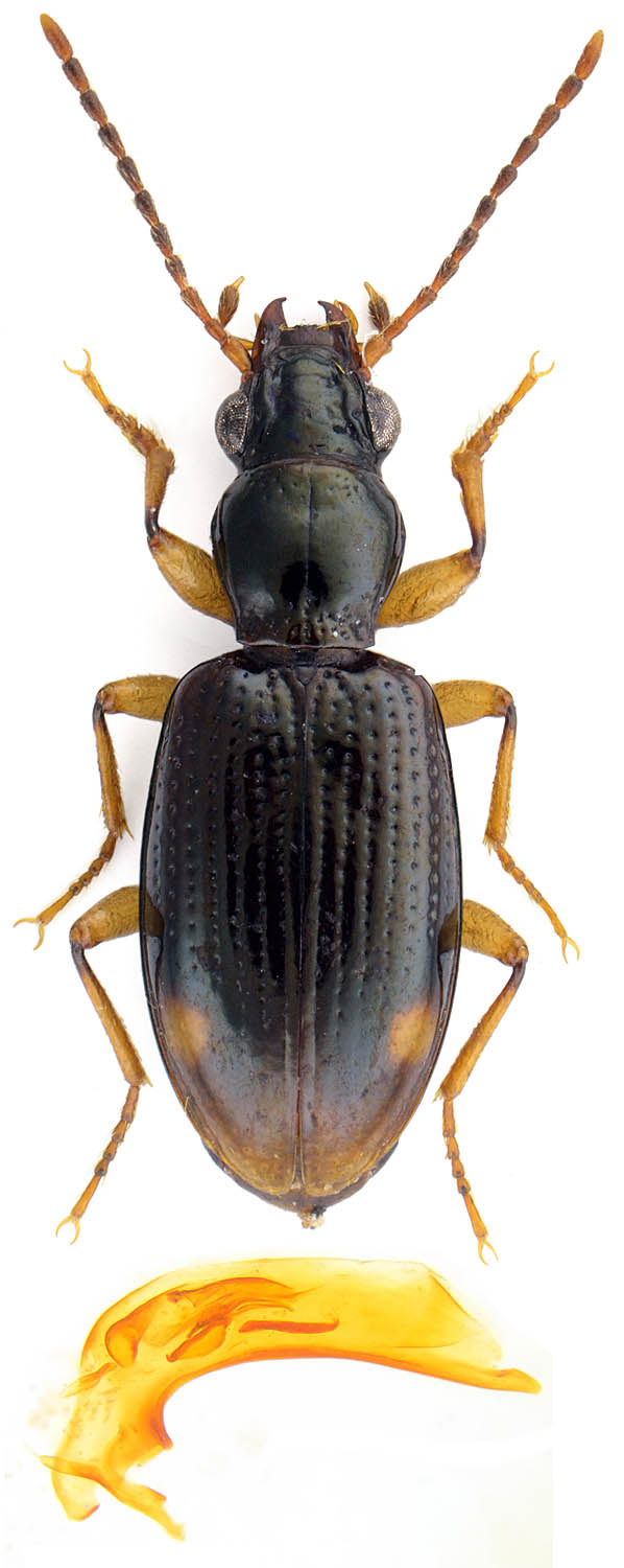 Réf. 117439 — INSECTA > Coleoptera > Carabidae > Sinechostictus ...