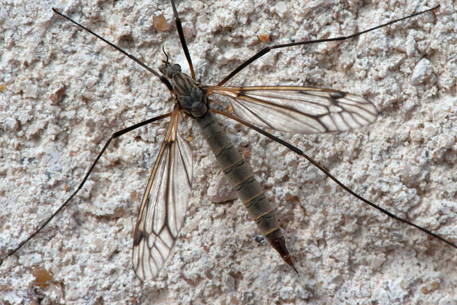 Réf. 118485 — INSECTA > Diptera > Tipulidae > Tipula (Pterelachisus ...