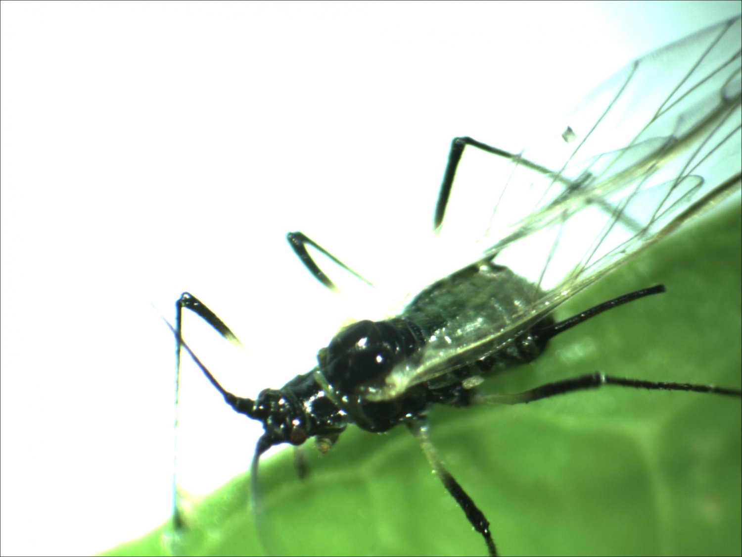 Réf. 118781 — INSECTA > Homoptera > Aphididae > Aphis (Aphis) hederae ...