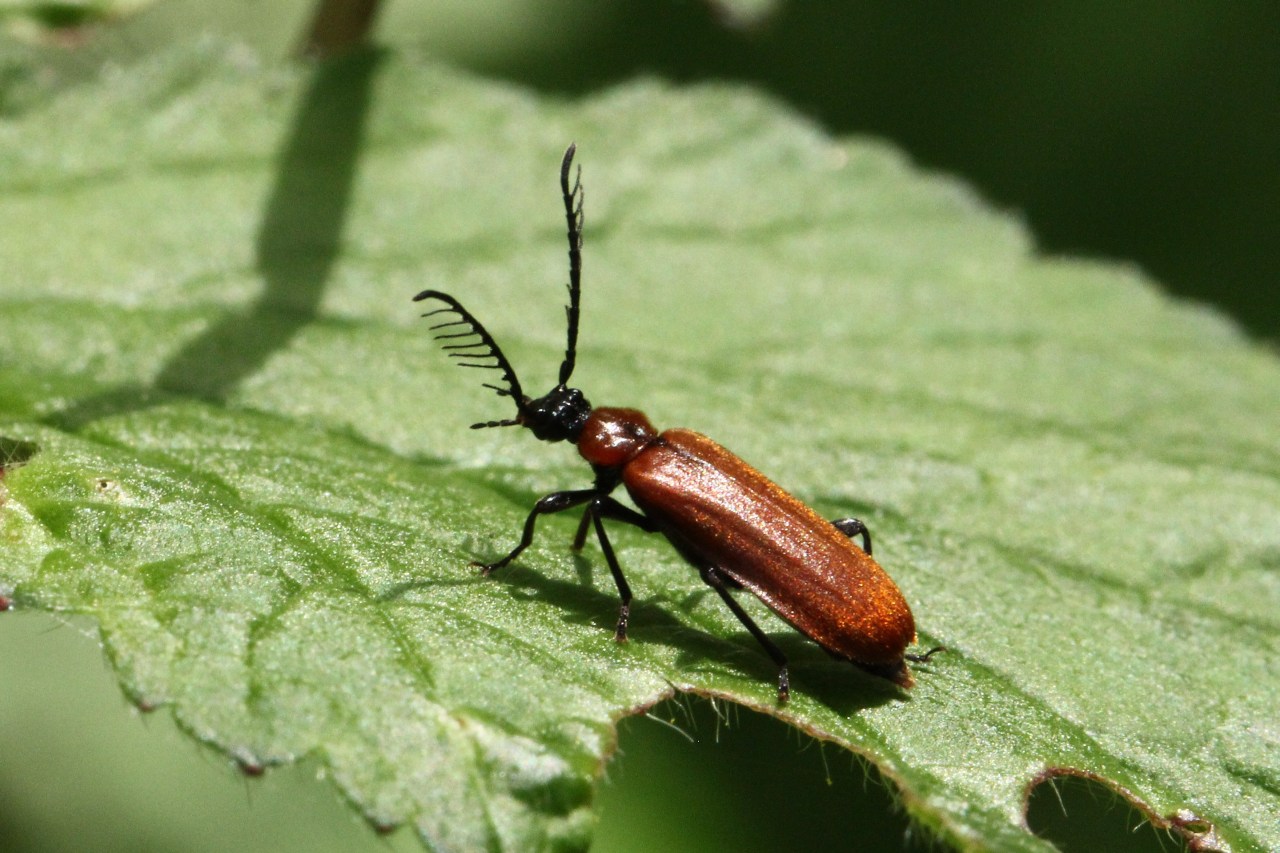 Réf. 118517 — INSECTA > Coleoptera > Pyrochroidae > Schizotus ...