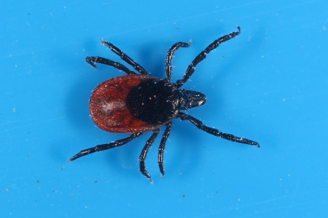 Réf. 118066 — ARACHNIDA > Ixodida > Ixodidae > Ixodes (Ixodes) ricinus ...