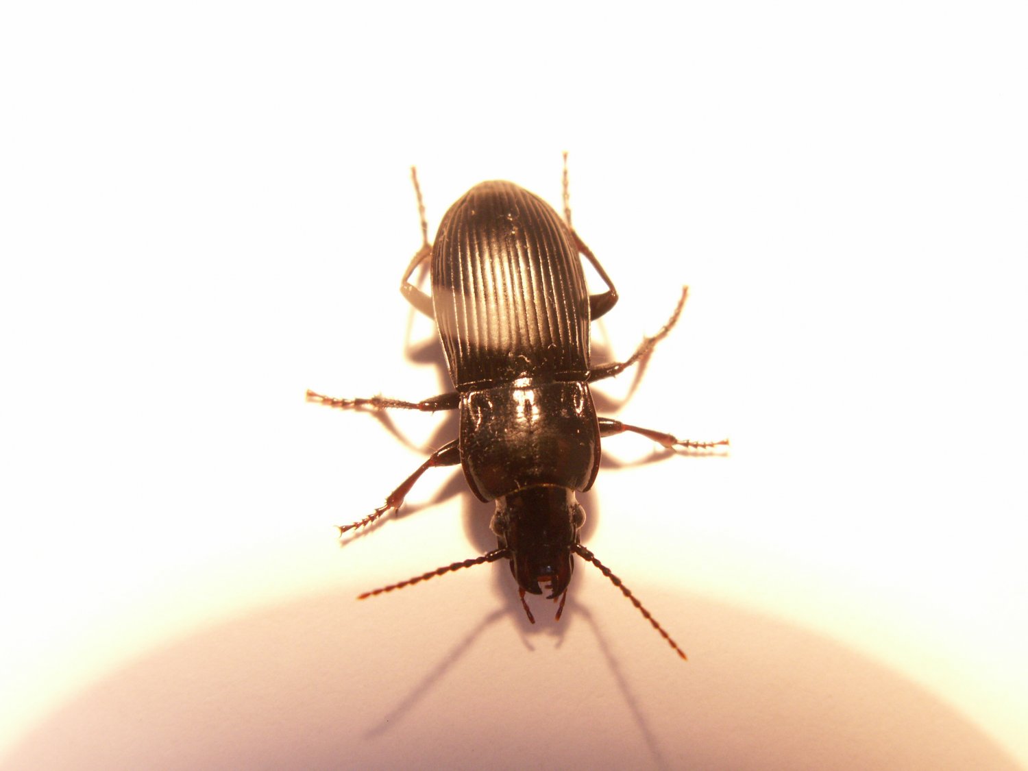 Réf. 118085 — INSECTA > Coleoptera > Carabidae > Abax (Abax) parallelus ...