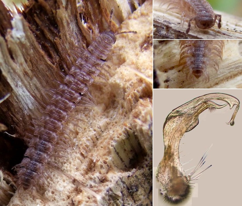 Réf. 118291 — DIPLOPODA > Polydesmida > Polydesmidae > Polydesmus ...