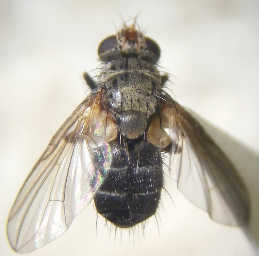 Réf. 118039 — INSECTA > Diptera > Tachinidae > Actia sp. - www.galerie ...