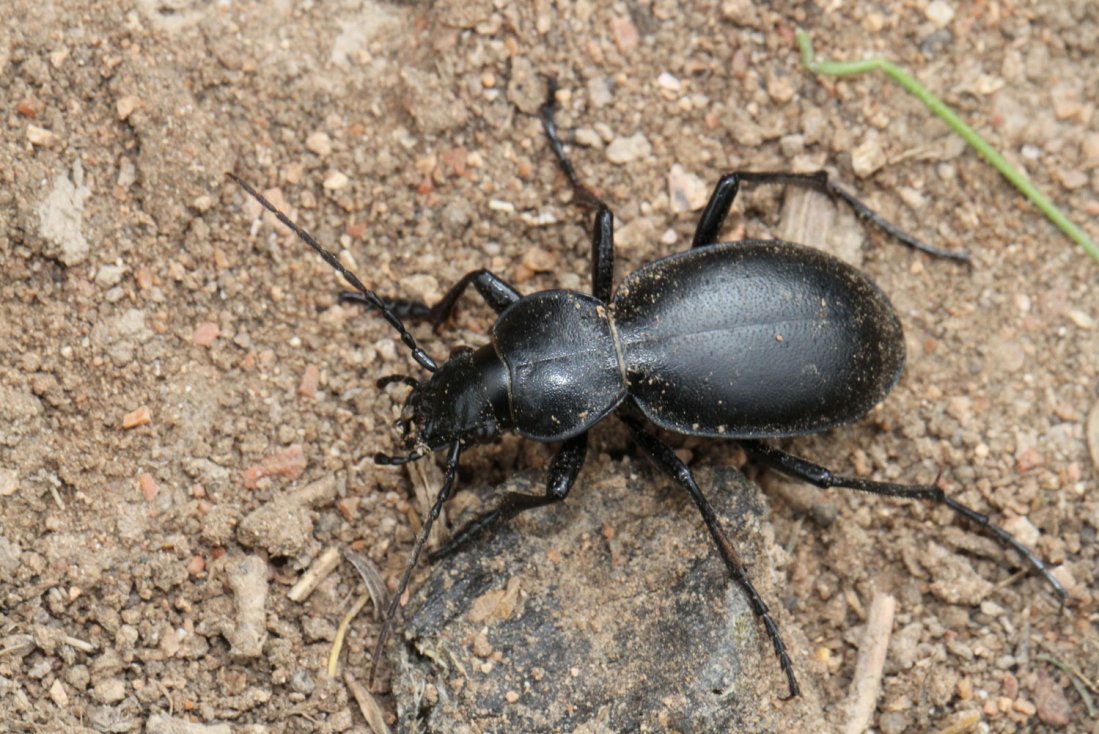 Réf. 119369 — INSECTA > Coleoptera > Carabidae > Carabus (Pachystus ...