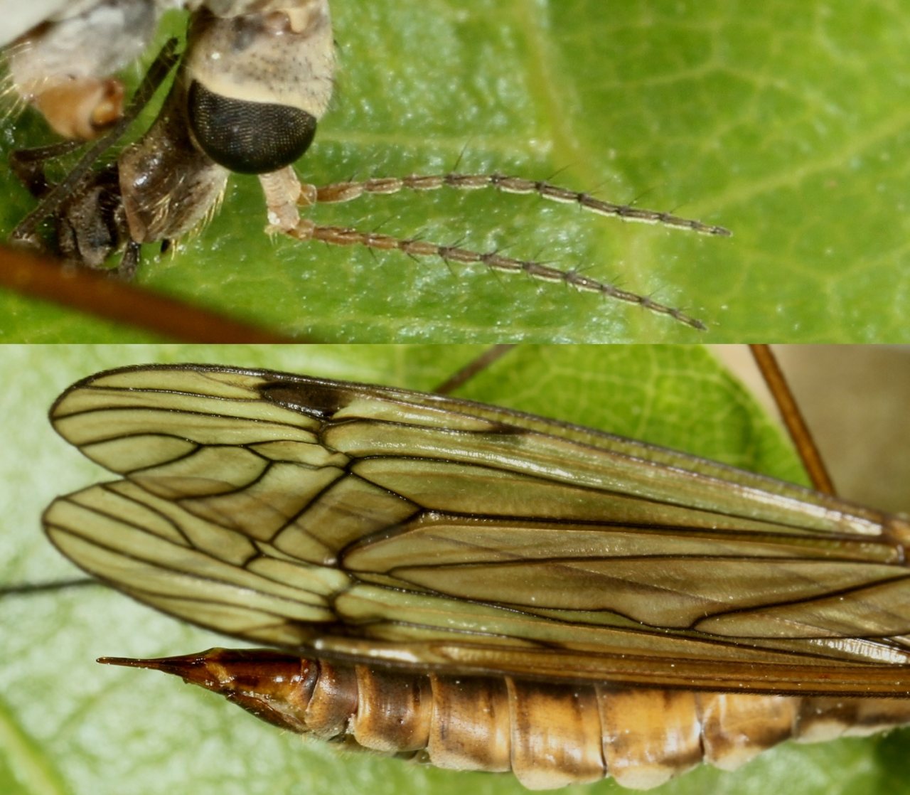 Tipula (Pterelachisus) pabulina (Insecta, Diptera, Tipulidae) - www ...