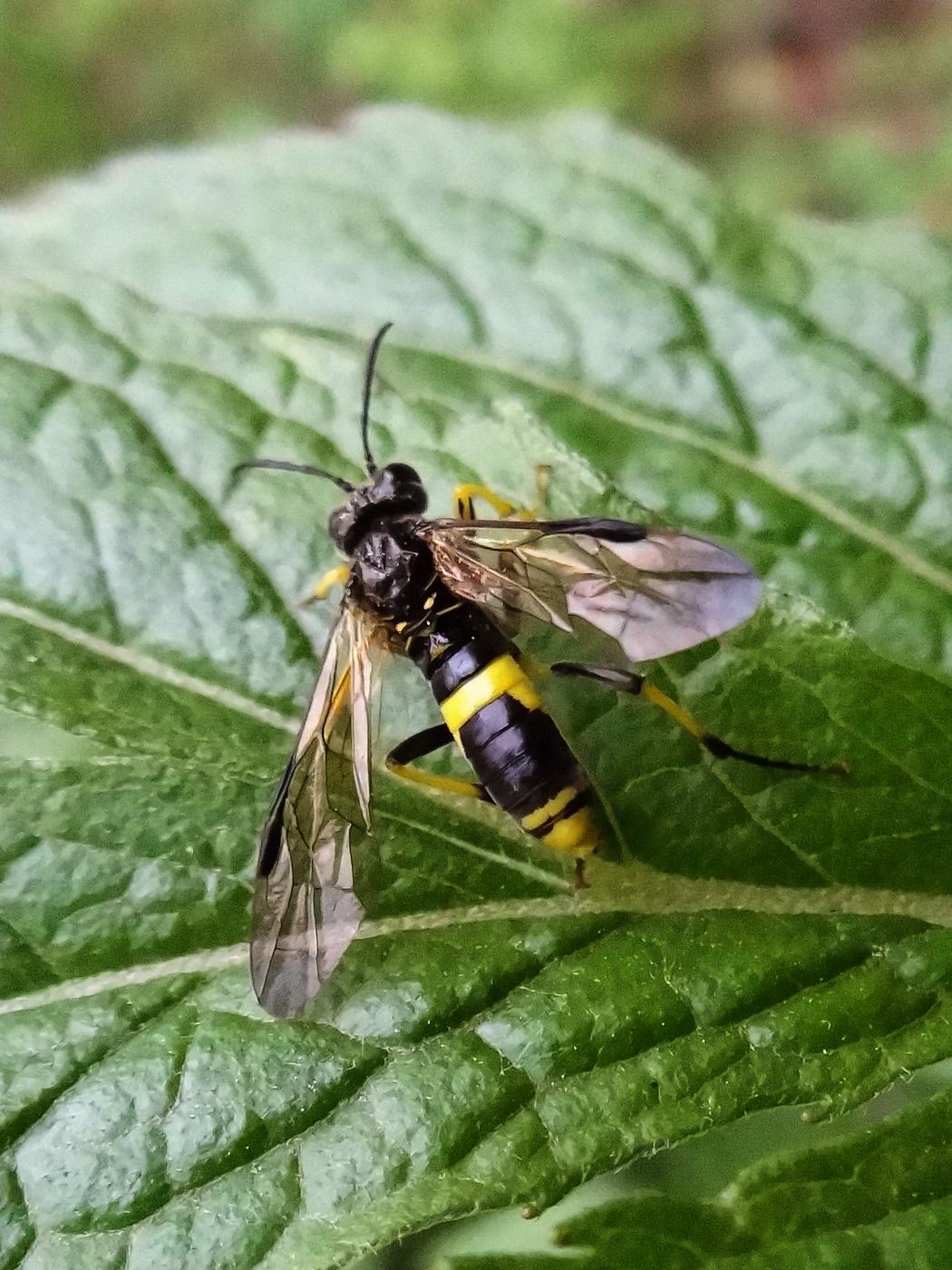 Tenthredo (Temuledo) temula (Insecta, Hymenoptera, Tenthredinidae ...