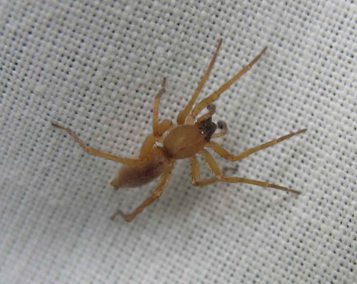 Réf. 12998 — ARACHNIDA > Araneae > Clubionidae > Clubiona sp. - www ...