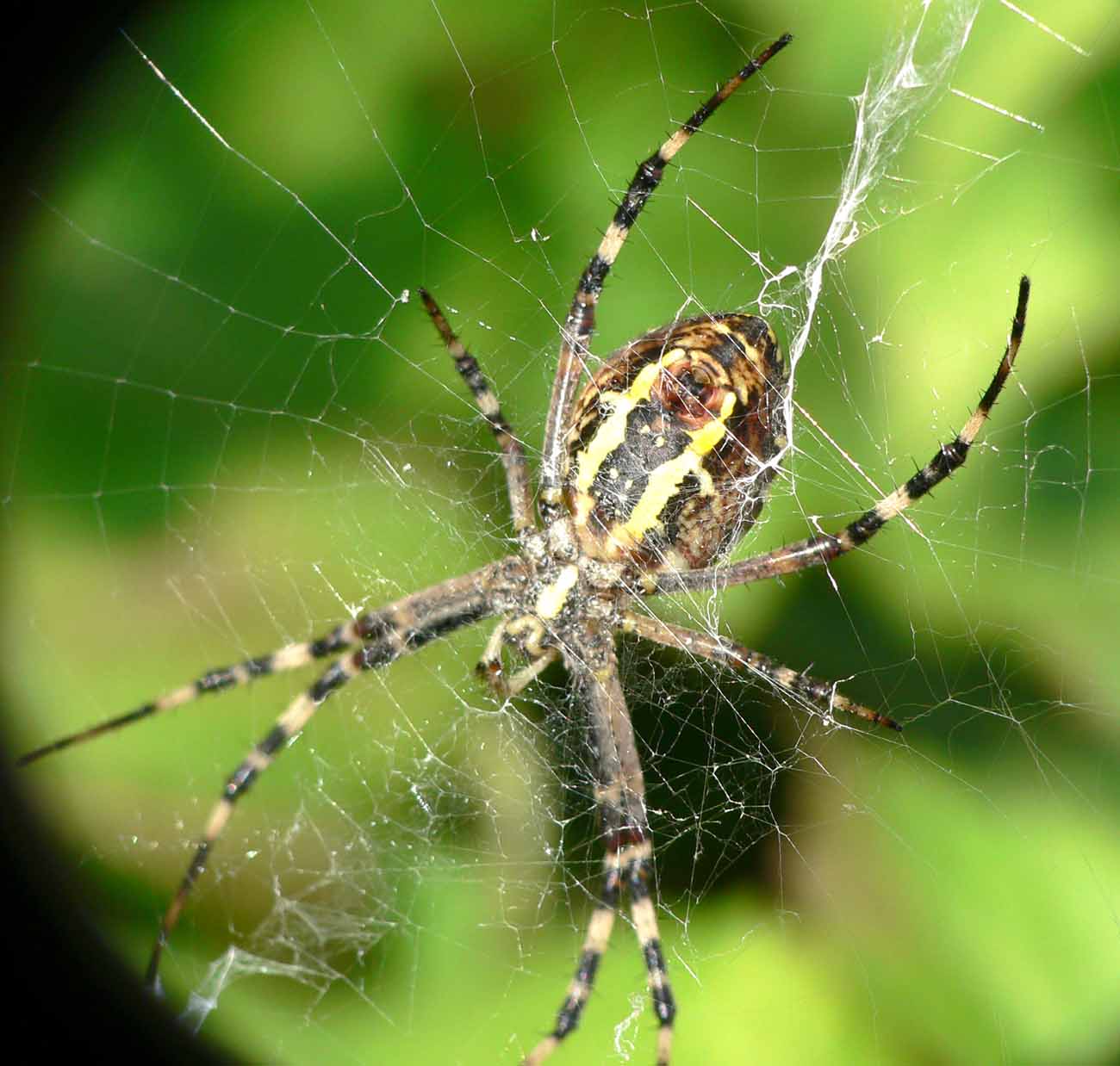 Réf. 12327 — ARACHNIDA > Araneae > Araneidae > Argiope bruennichi - www ...