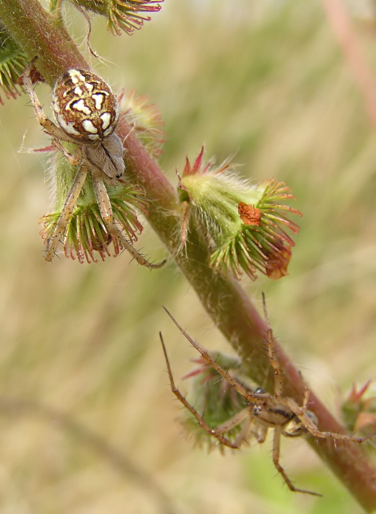 Réf. 12601 — ARACHNIDA > Araneae > Araneidae > Neoscona adianta - www ...