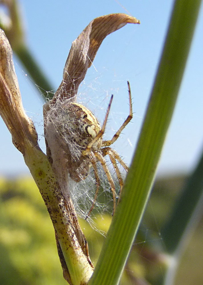 Réf. 12603 — ARACHNIDA > Araneae > Araneidae > Neoscona adianta - www ...
