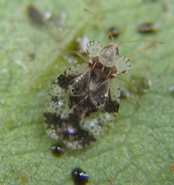 Réf. 12904 — INSECTA > Heteroptera > Tingidae > Stephanitis ...