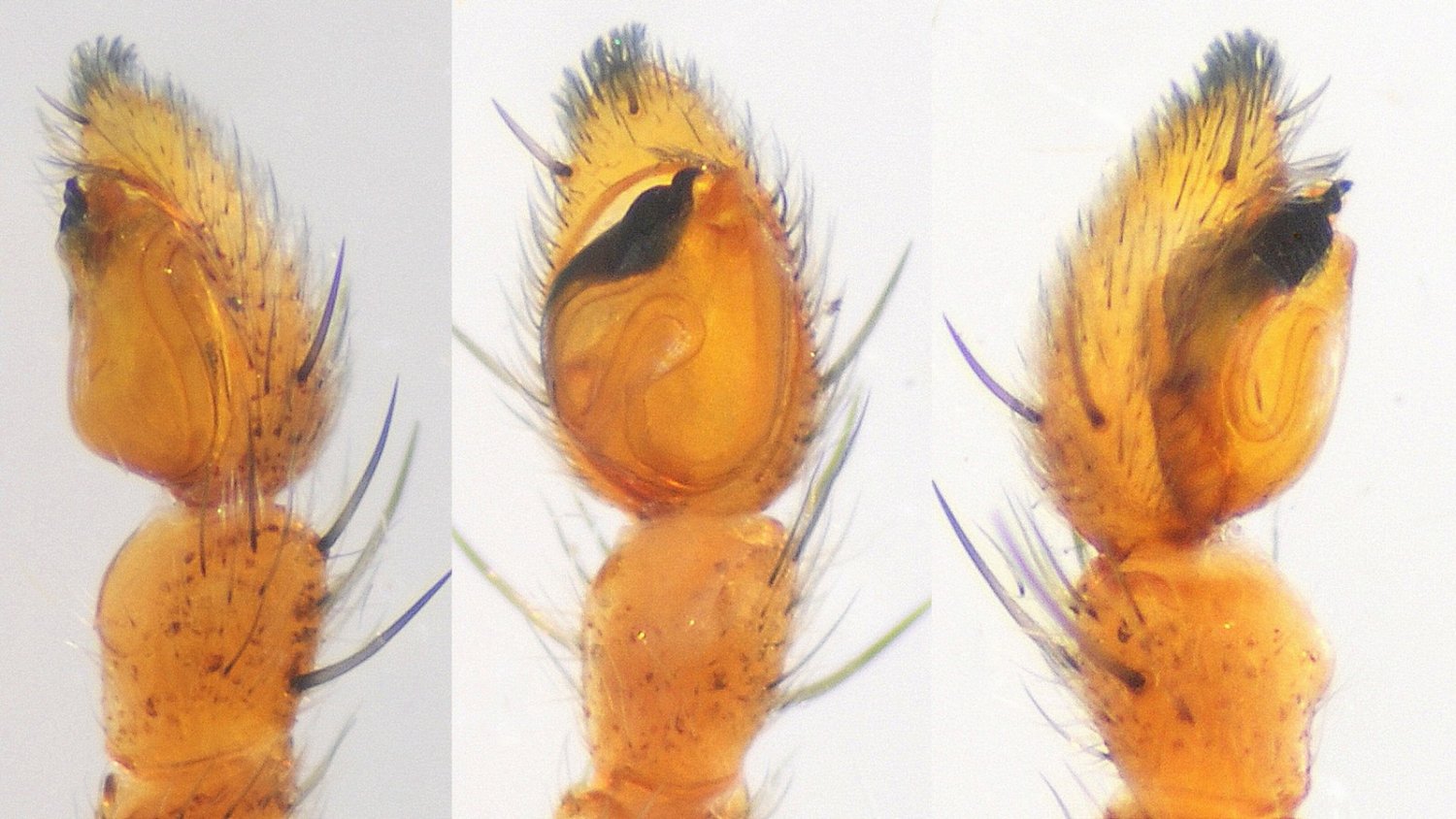 Réf. 120245 — ARACHNIDA > Araneae > Philodromidae > Tibellus maritimus ...
