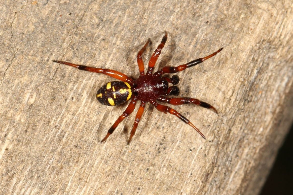 Réf. 120313 — ARACHNIDA > Araneae > Theridiidae > Asagena phalerata ...
