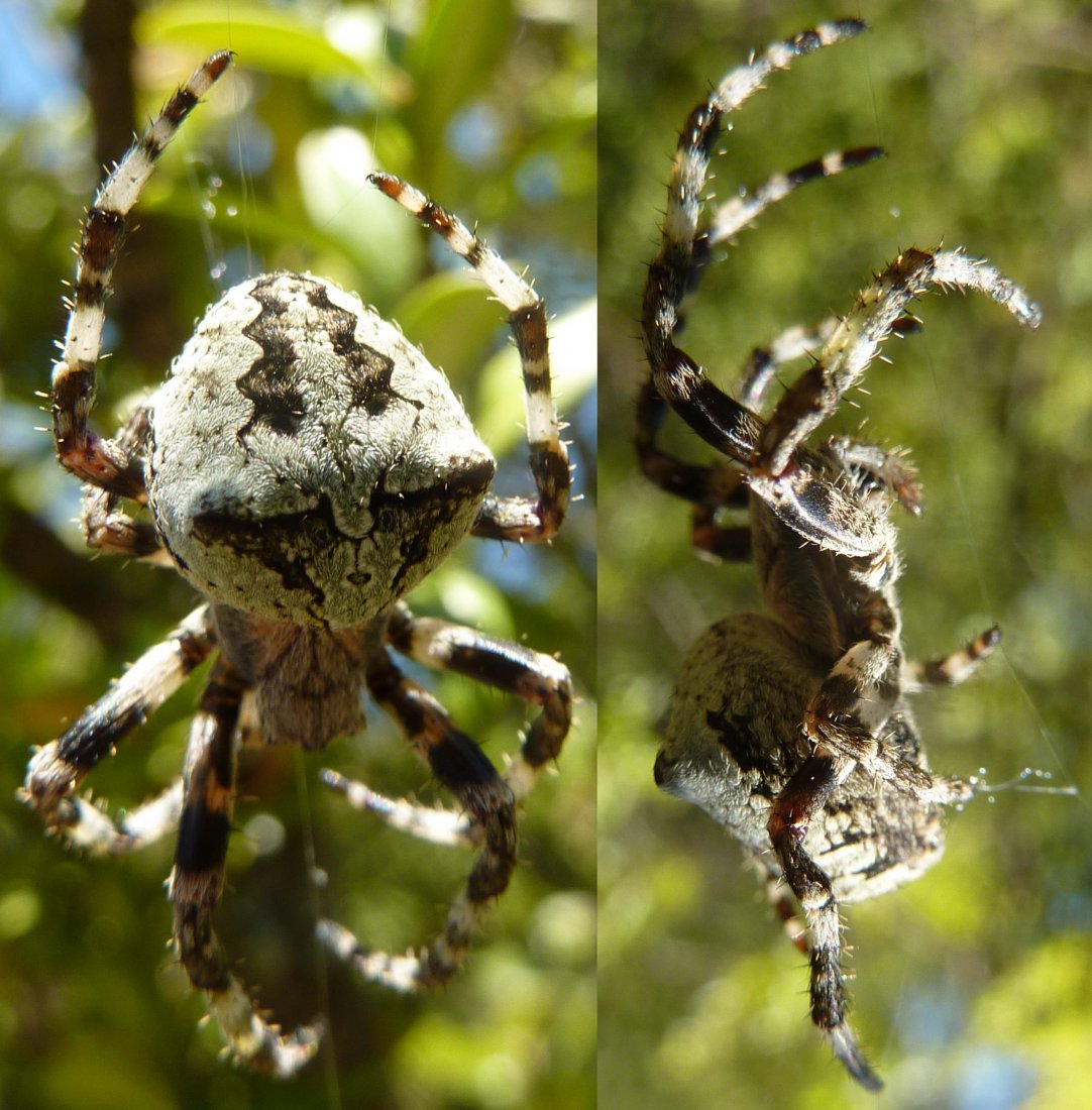 Réf. 120728 — ARACHNIDA > Araneae > Araneidae > Araneus angulatus - www ...