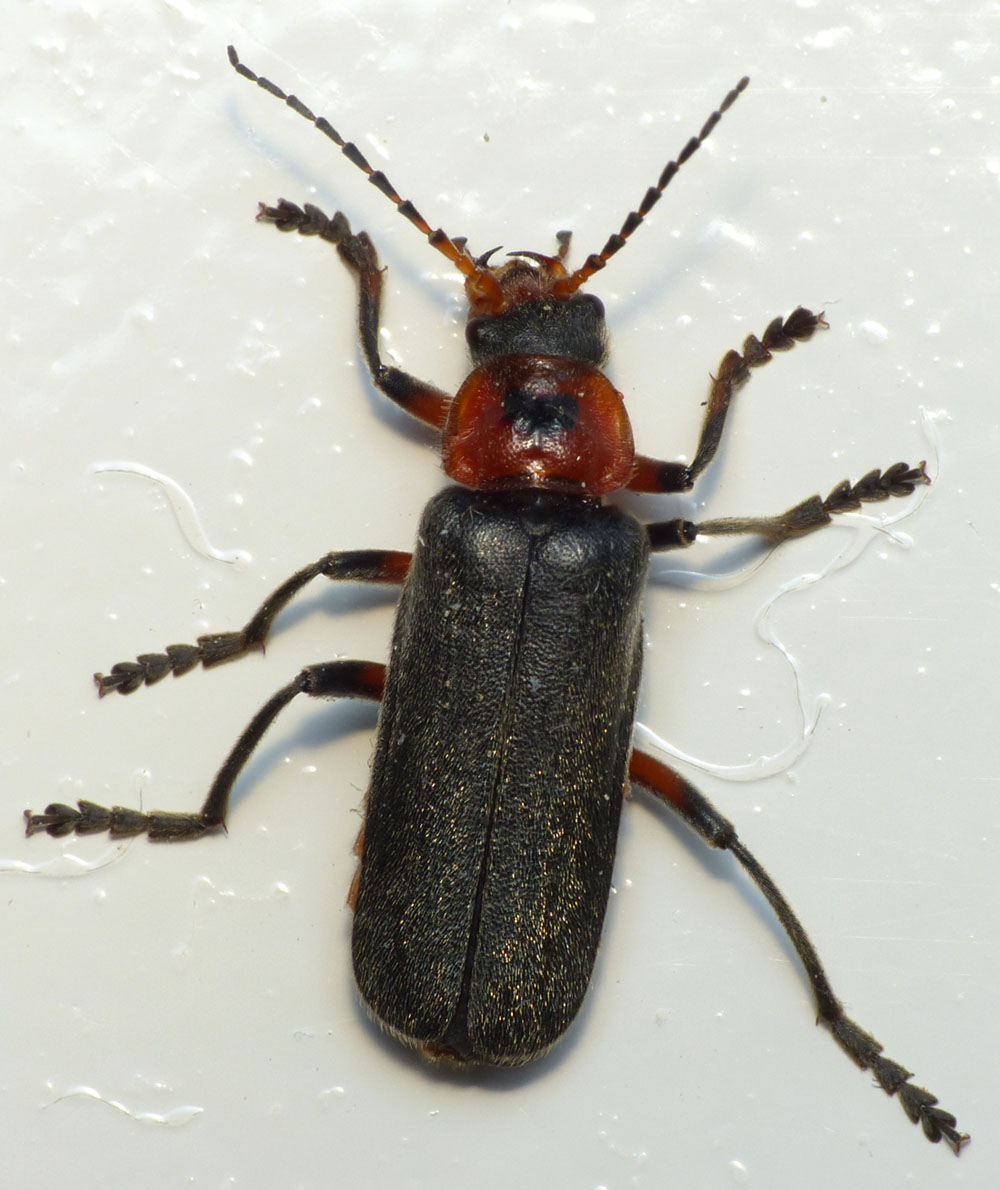 Réf. 120333 — INSECTA > Coleoptera > Cantharidae > Cantharis (Cantharis ...
