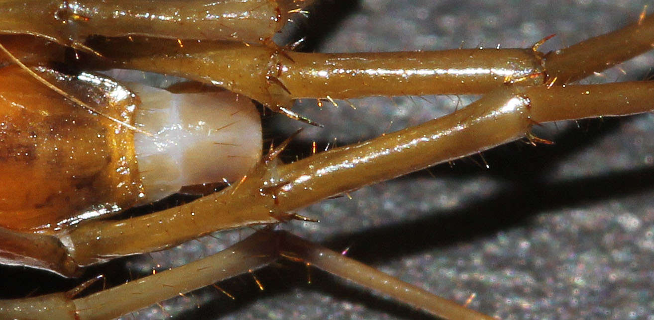 Réf. 120428 — CHILOPODA > Lithobiomorpha > Lithobiidae > Eupolybothrus ...