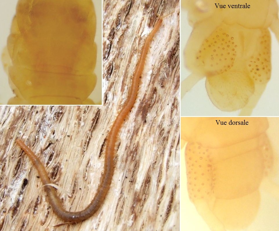 Réf. 120119 — CHILOPODA > Geophilomorpha > Himantariidae ...