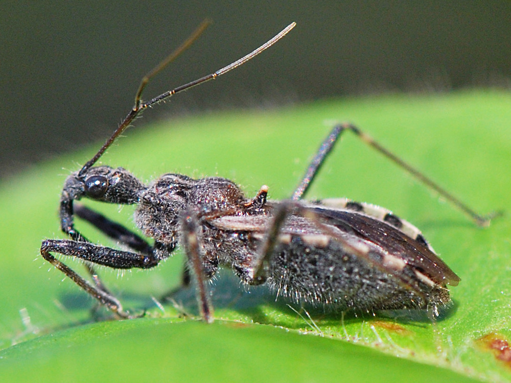 Réf. 121883 — INSECTA > Heteroptera > Reduviidae > Coranus (Coranus ...