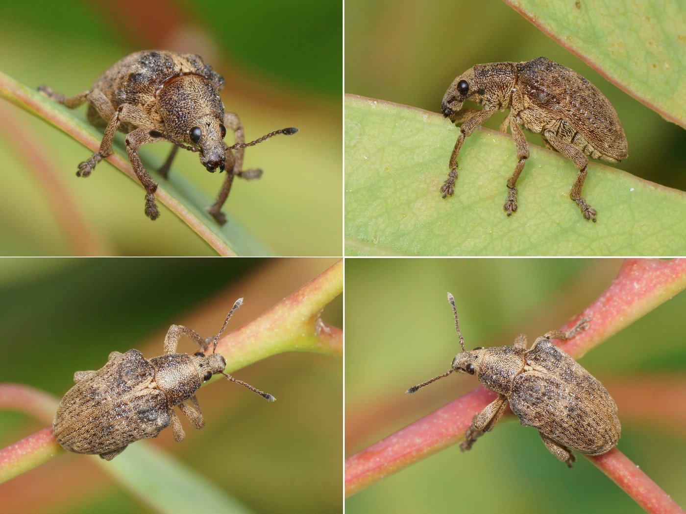 Réf. 122142 — INSECTA > Coleoptera > Curculionidae > Gonipterus ...