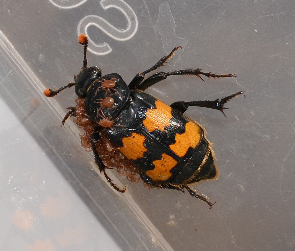 Réf. 122054 — INSECTA > Coleoptera > Silphidae > Nicrophorus ...