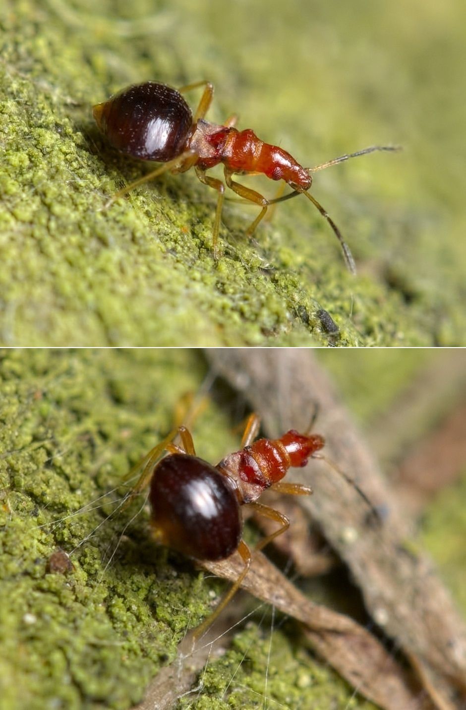 Réf. 122009 — INSECTA > Heteroptera > Microphysidae > Loricula ...